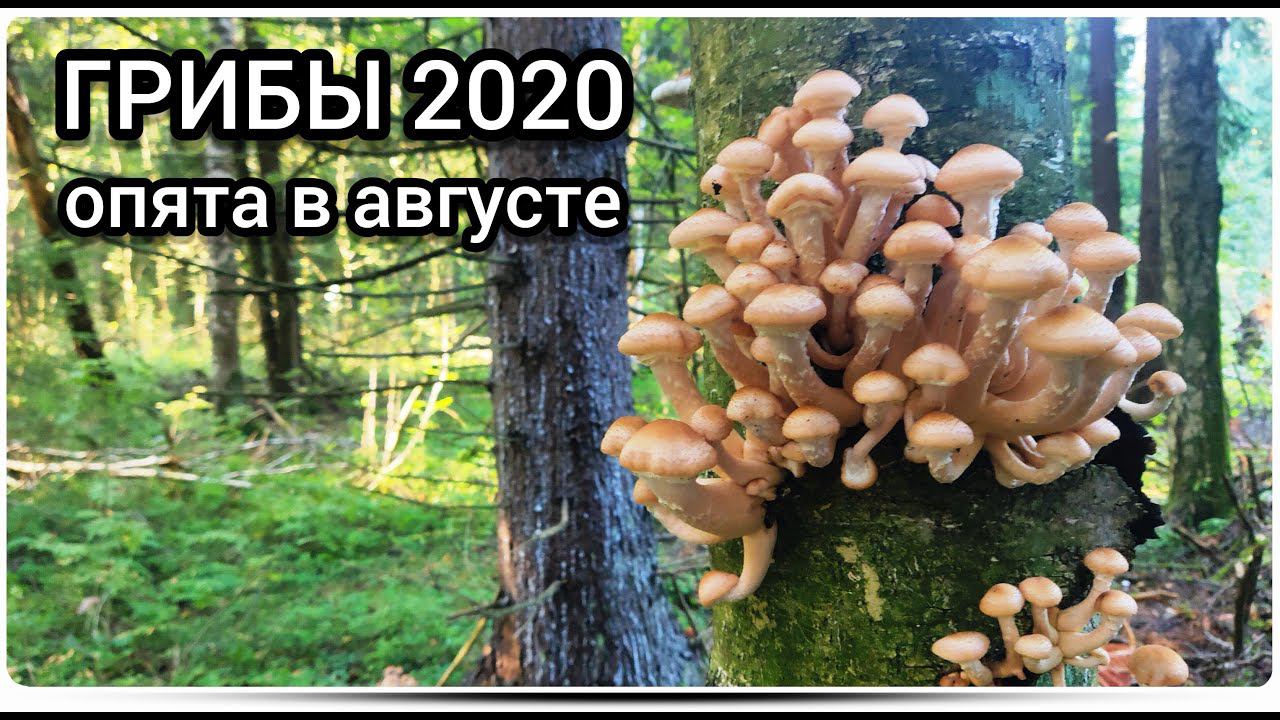 ГРИБЫ В МОСКОВСКОЙ ОБЛАСТИ - Нашествие опят! Ты не поверишь!