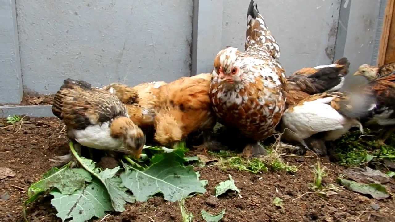 Алтайская (Барнаульская) бентамка Курица с Цыплятами