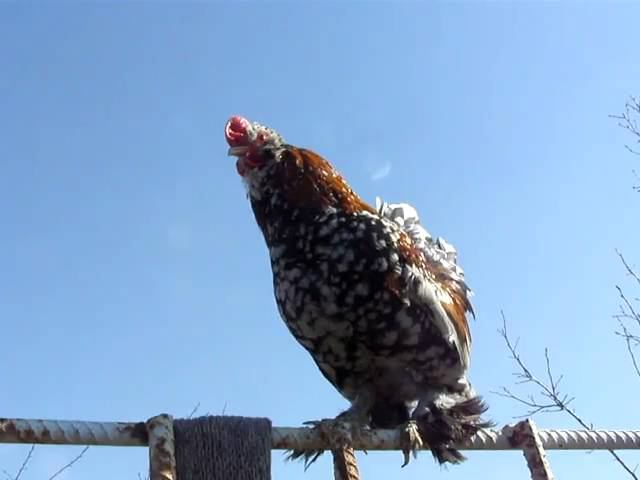 Поёт ПЕТУХ  Алтайская Бентамка The Bantam  Rooster speaks  Kukareku
