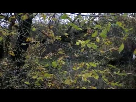 Вот так встреча! Лиса ищет место для переправы.