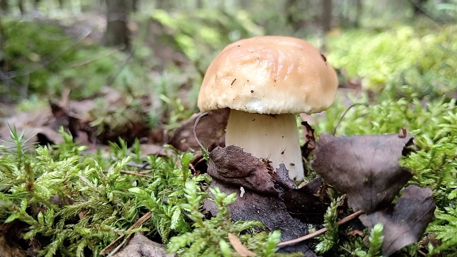 Приехал за грибами, а встретил змею и наткнулся на огромный муравейник (14.08.2024 года)