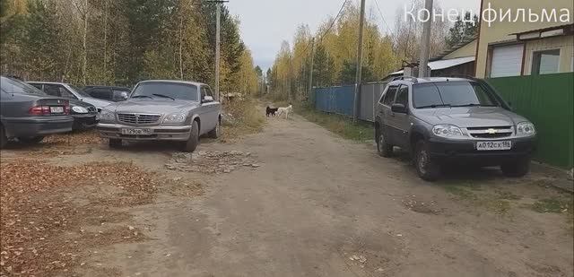 Бесхозяйственность и 2 собаки на улице