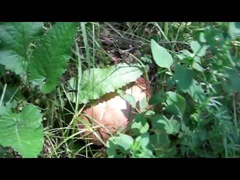 Грибная дорожка. 21 белый!!!