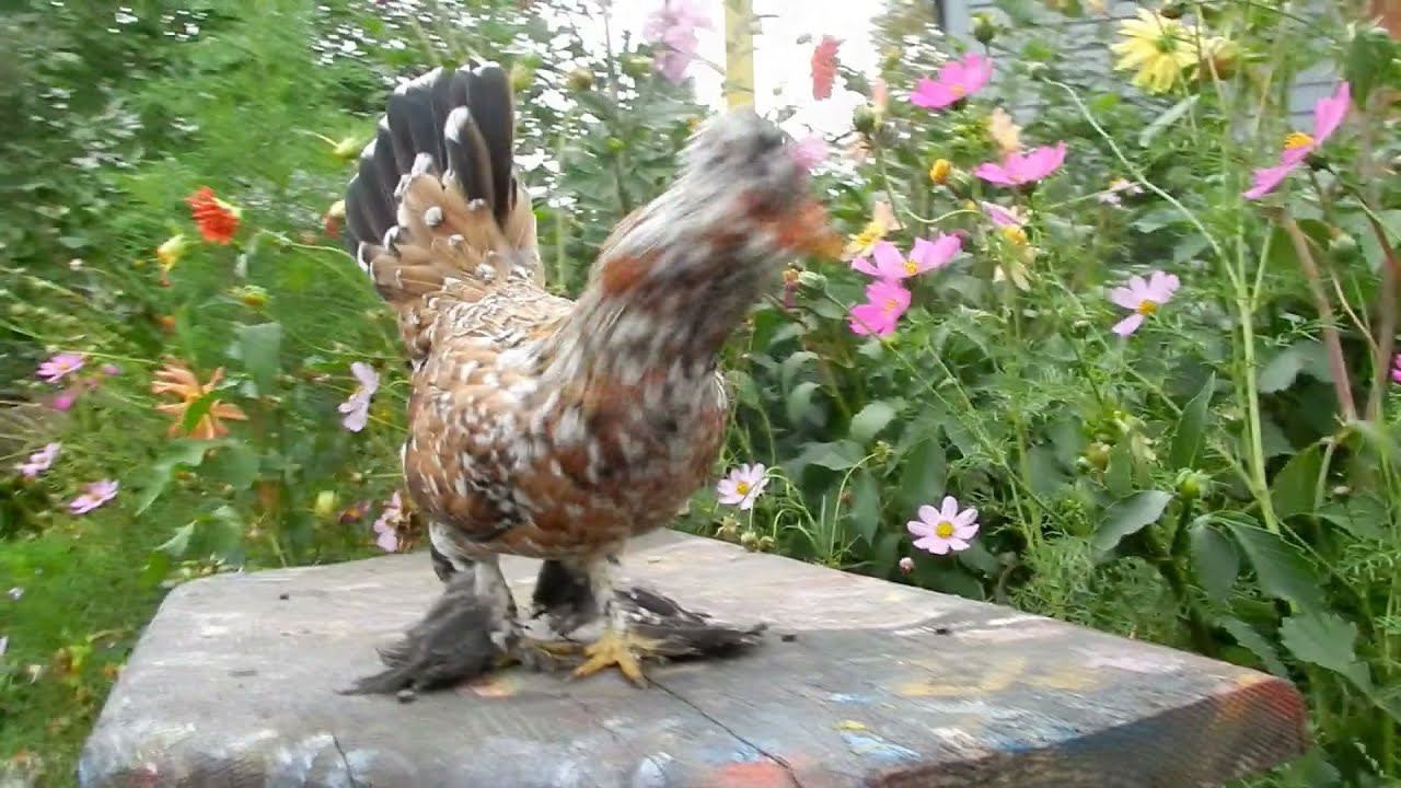 Курица - птица Chicken - the bird Вариант 2