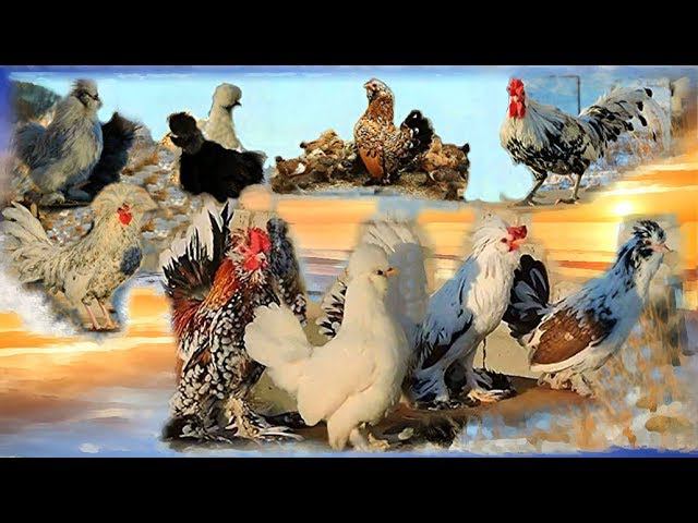 #2 Алтайская_Бентамка Altai Bantam Chickens Курочка с цыплятами