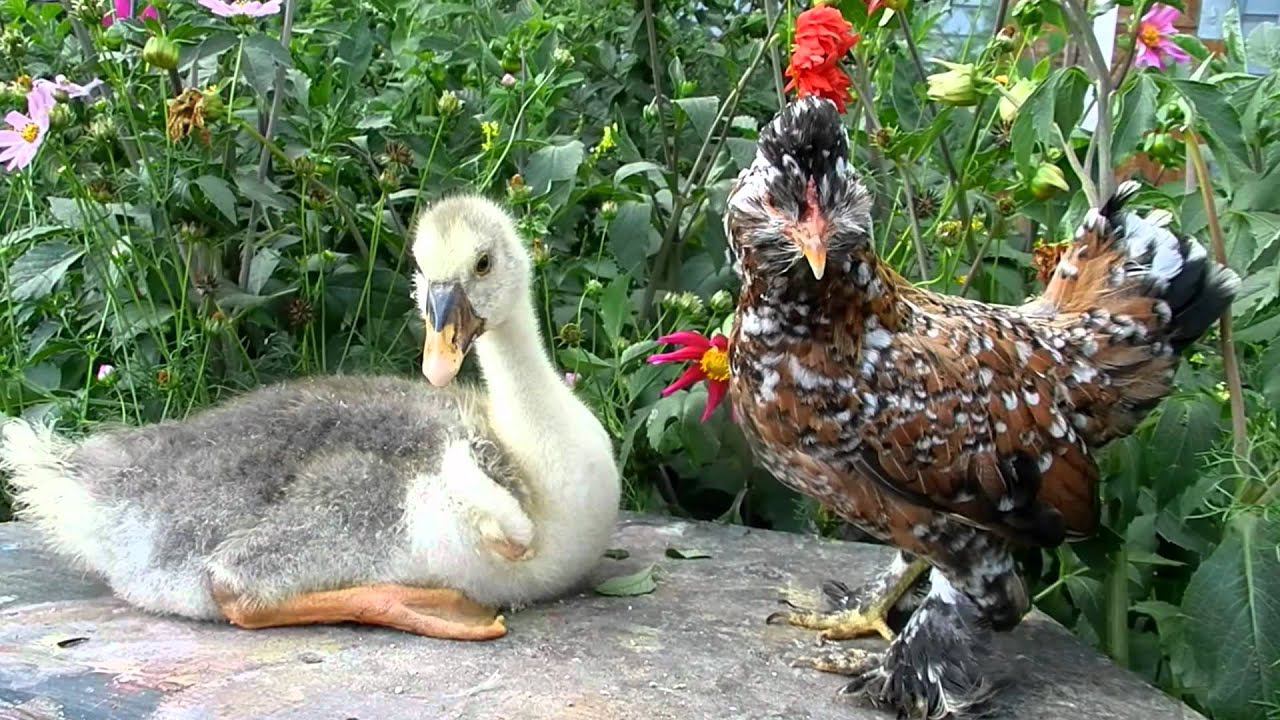 Гадкий утёнок Ugly duckling почти по Андерсену 15 .08.2012
