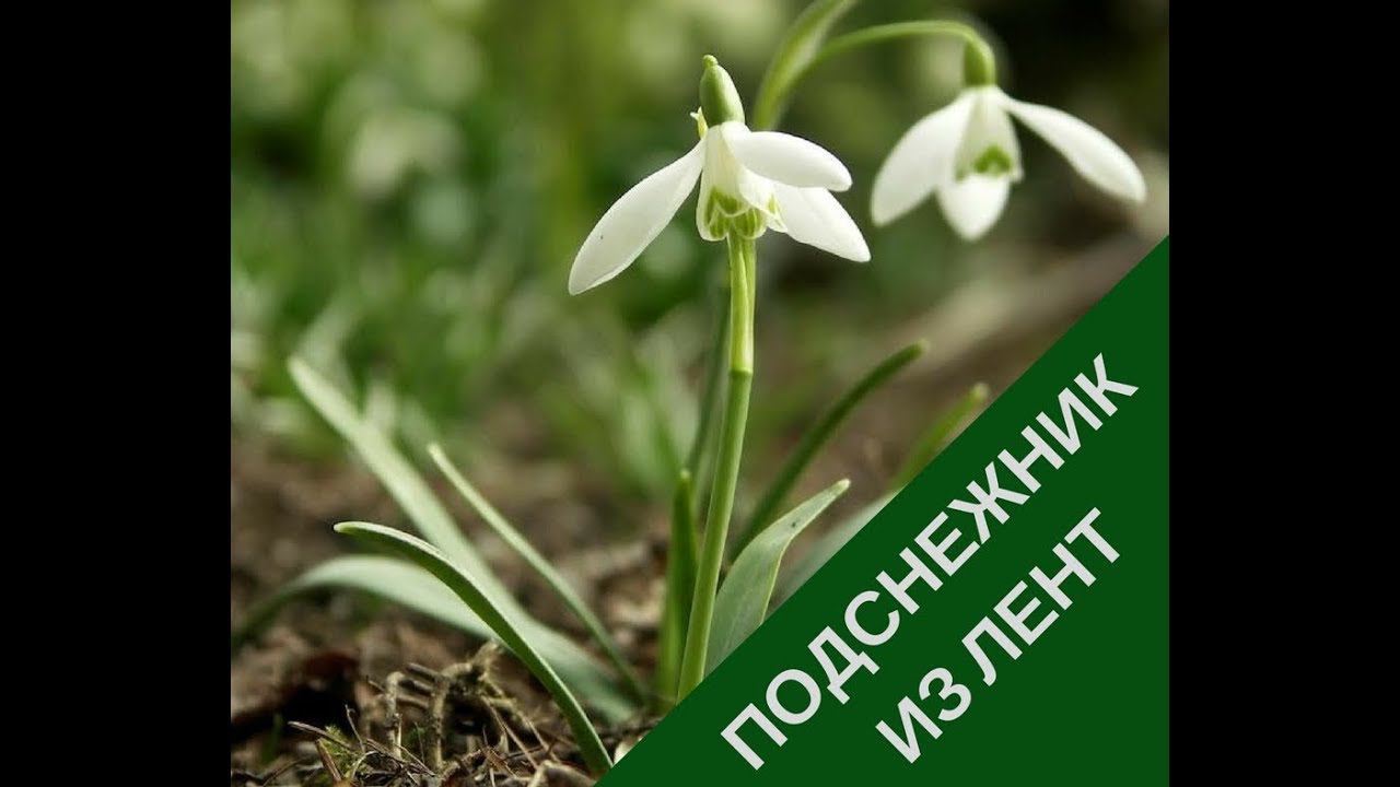 МК подснежник из лент