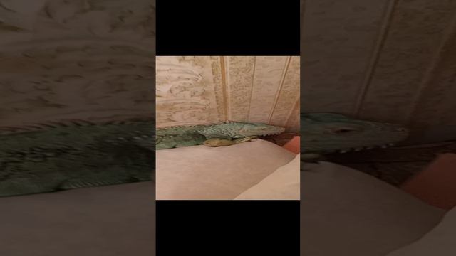 Бывают в номерах клопы, тараканы а у меня в номере игуаны