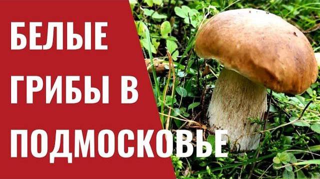 Две корзины белых грибов за пол часа. Я в шоке от увиденного!