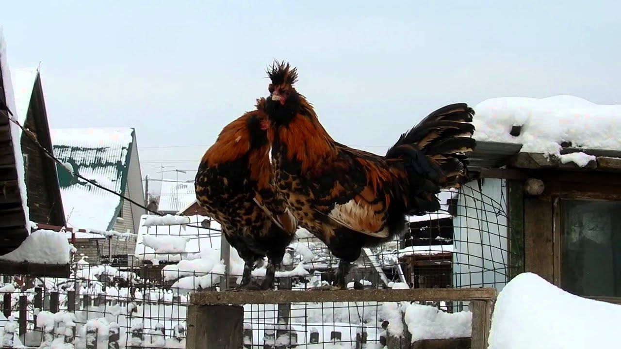 Павловские Петухи и Воробьи Pavlovsky Rooster and Sparrows