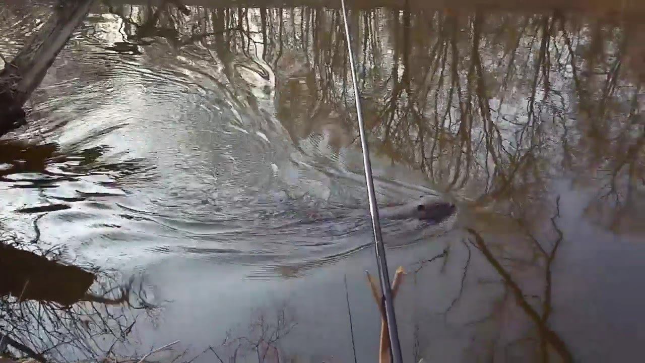 Бобёр обнаглел вконец!