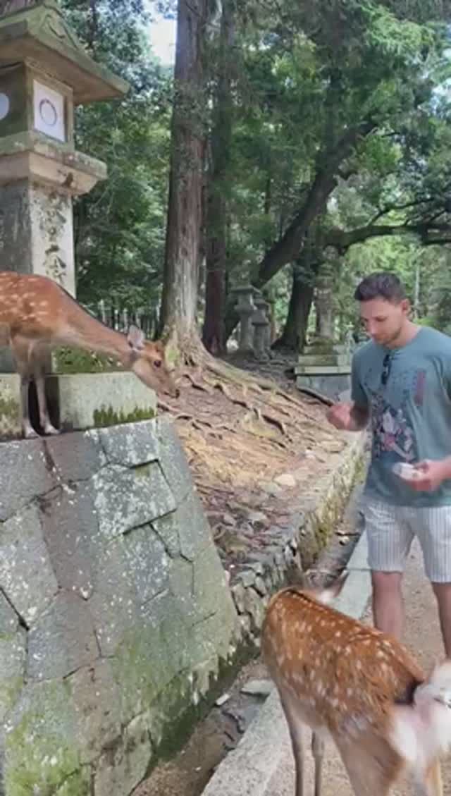Ещё голодные японские олени в Наре