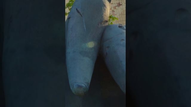 Ворона и Лисица #Shorts