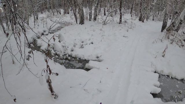 Здесь лапы у елей дрожат на весу... 16.11.2022 г.