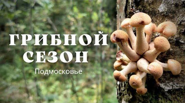 Грибной сезон в подмосковье. И снова 3-е сентября 2021