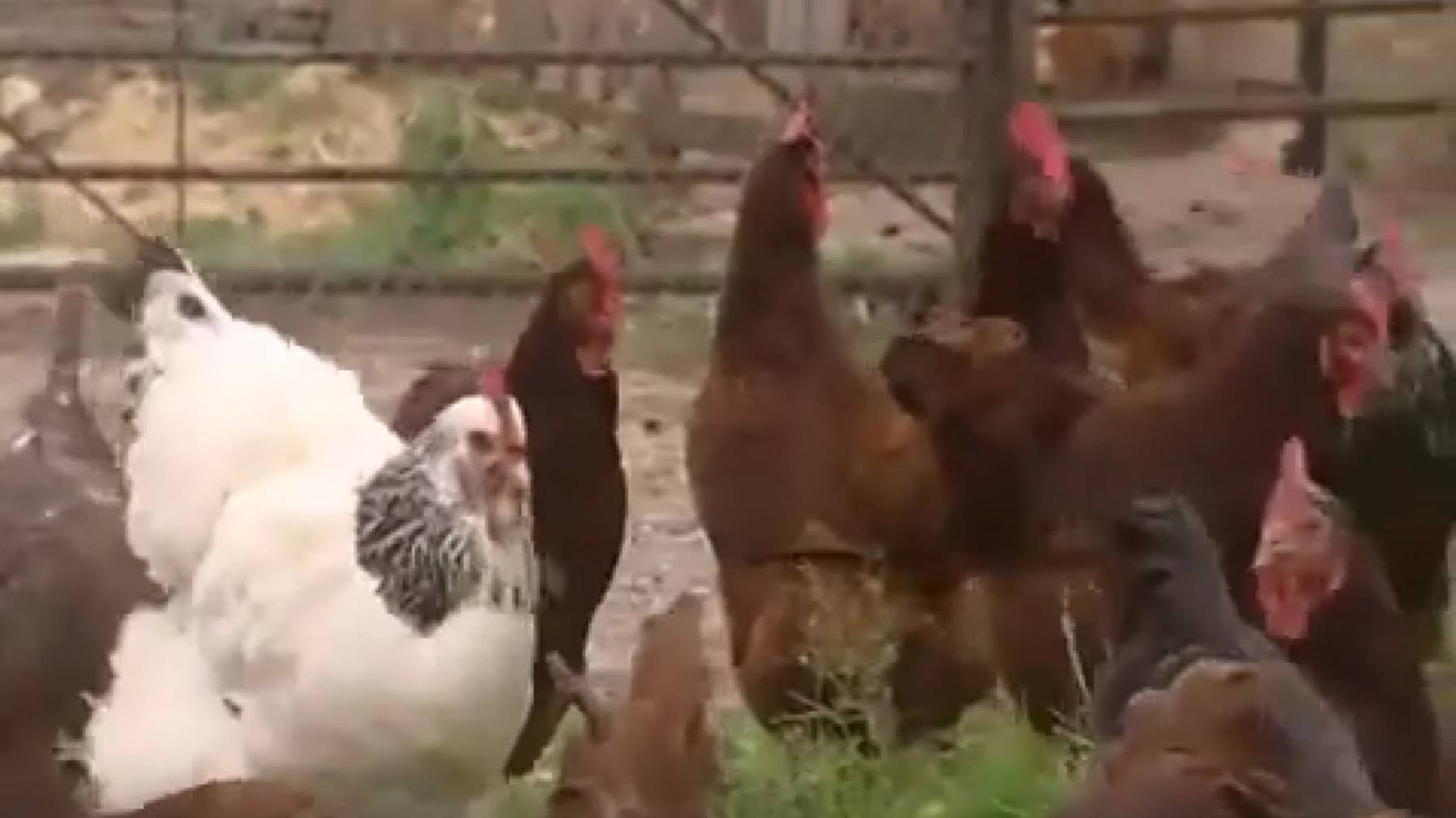 Window on Britain: Animals