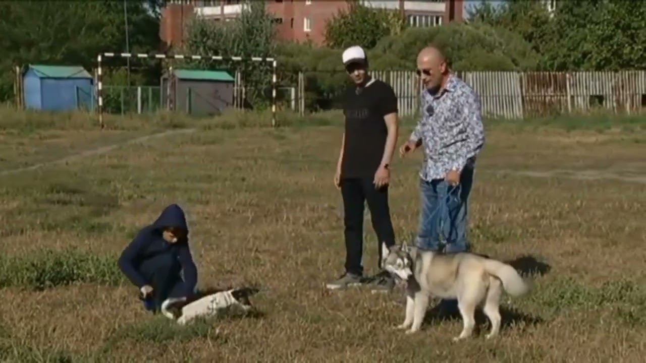 Как научить собаку обращать внимание на себя во время игры