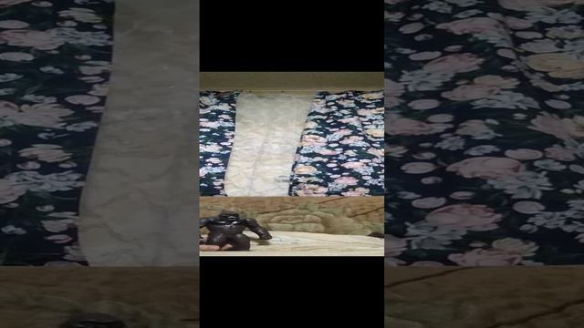 Кинг конг влюбился в годзиллу