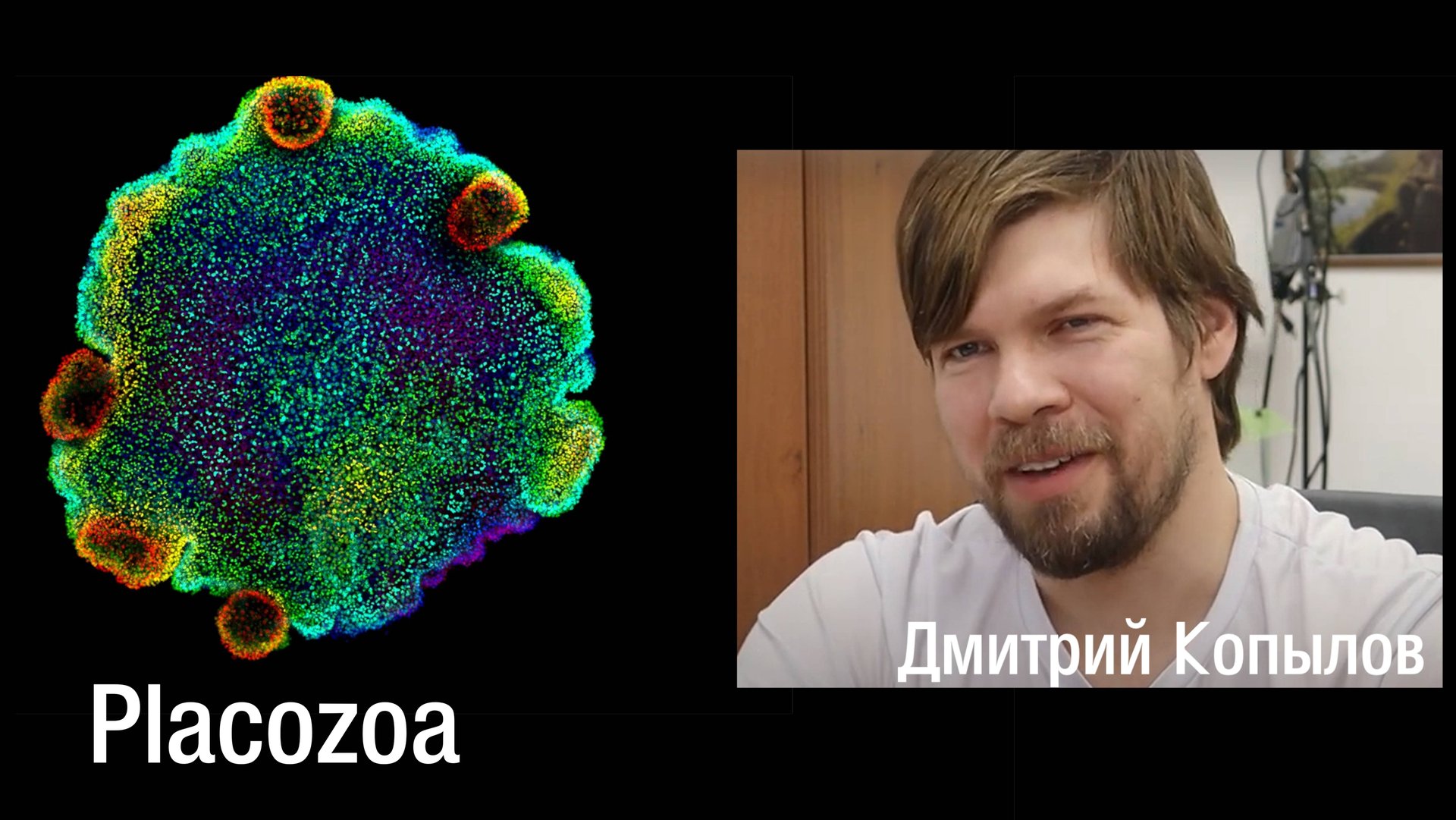 Тип Пластинчатые (Плакозои, Placozoa)