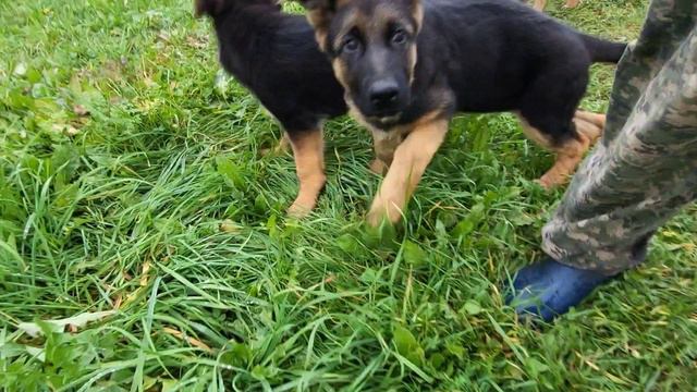 Щенкам от Рыси и Кензо 2,5 месяца 
Шелти Дива - предводитель БАНДЫ