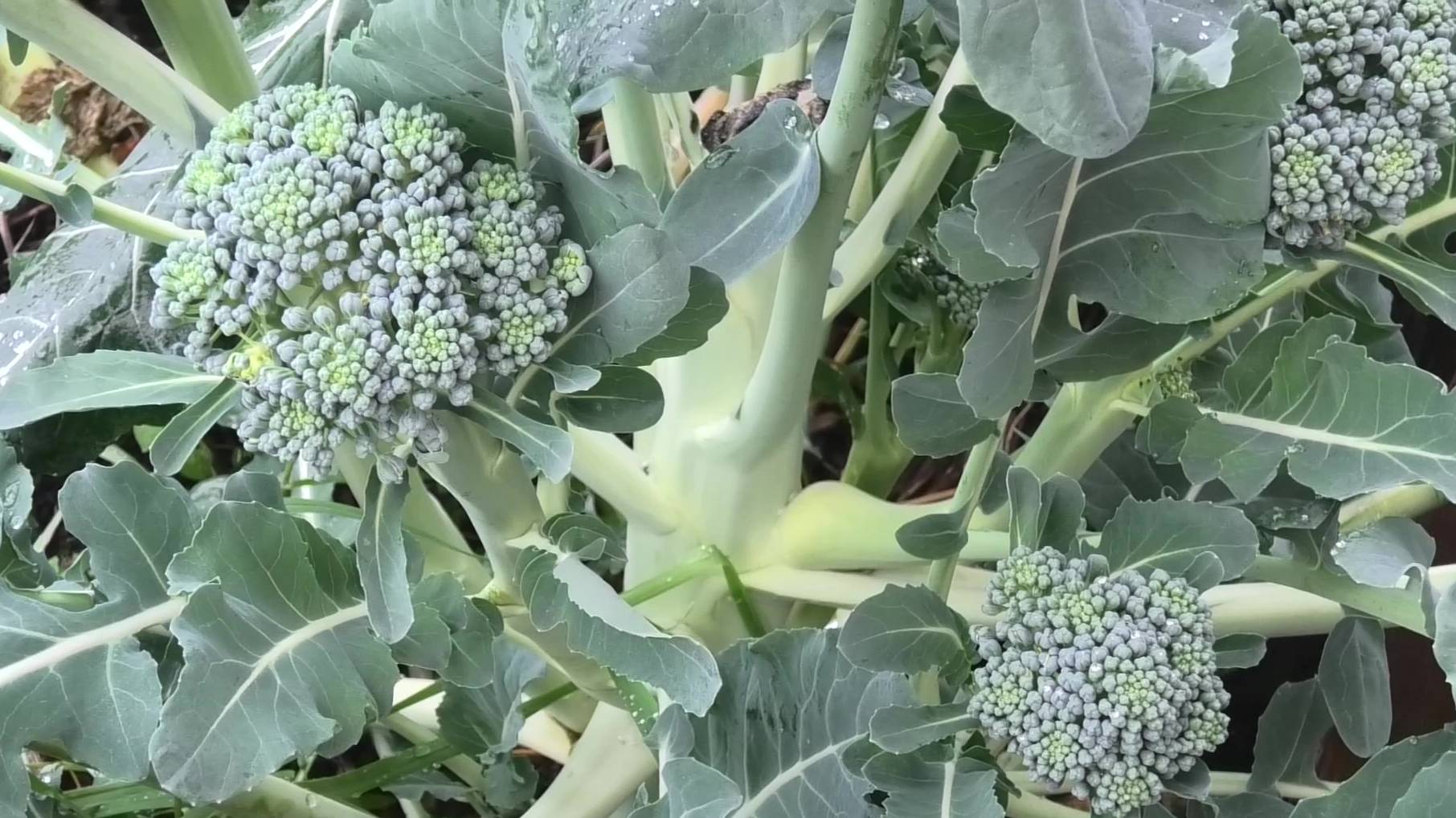 26-28 09 24г отдых на Сев.Двине ,капуста брокколи Линда, тыква, томаты ,арбузы