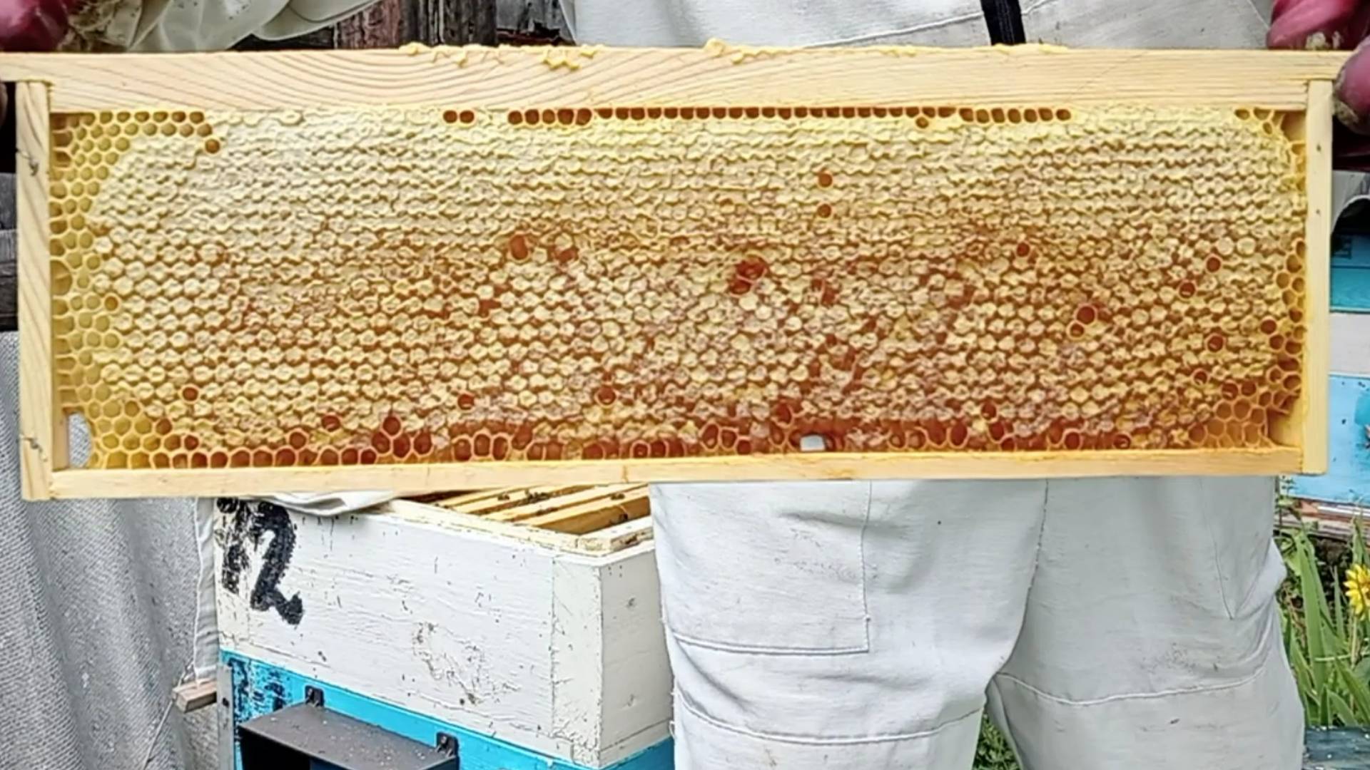 Начинаю отбирать первый мёд (14.08.2024 года)