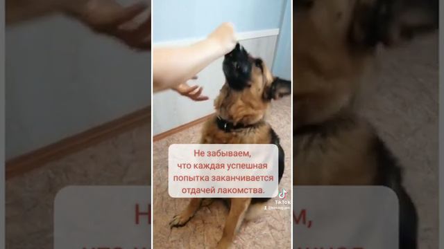 Трюк. Как научить собаку держать еду на носу.