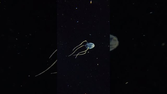 Морская оса медуза