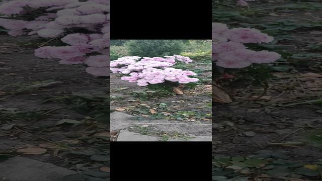 Конец сентября а цветы все еще радуют своей красотой