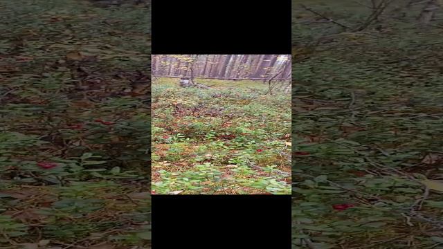 брусника, тайга, .mp4