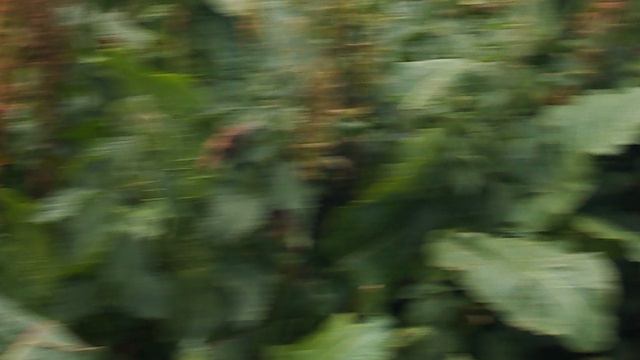 DSCN0897 Домбай форелевое озеро 2016