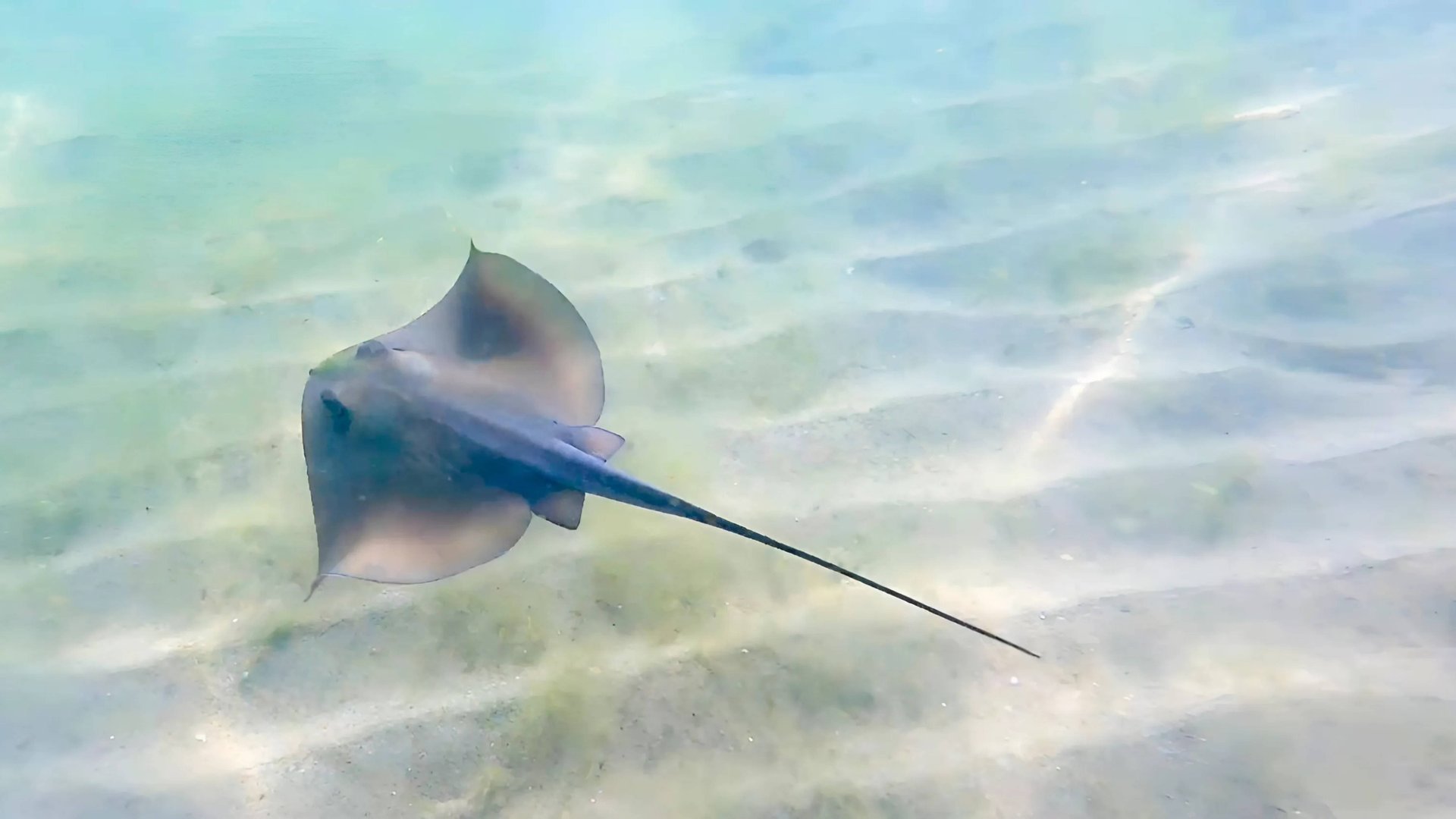 Черное море, Анапа, сентябрь 2024 крабы, морской скат, ставридка, барабулька (султанка)