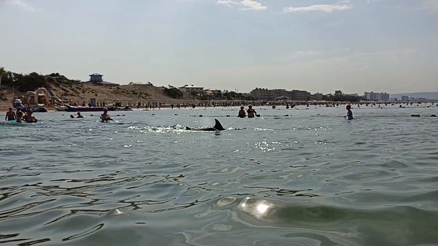 Дельфины на Черном море – главный пляж Джемете