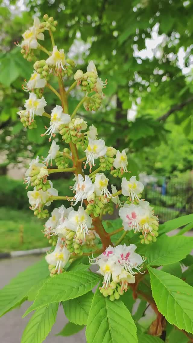 2024.04.28. Природа и город. Весна, май. Цветёт каштан в Новороссийске.