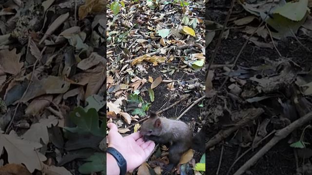 Ставропольская белка #ставрополь #белка #путешествия #путешествияпороссии #интересныеместа