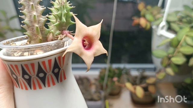 цветение хой в сентябре