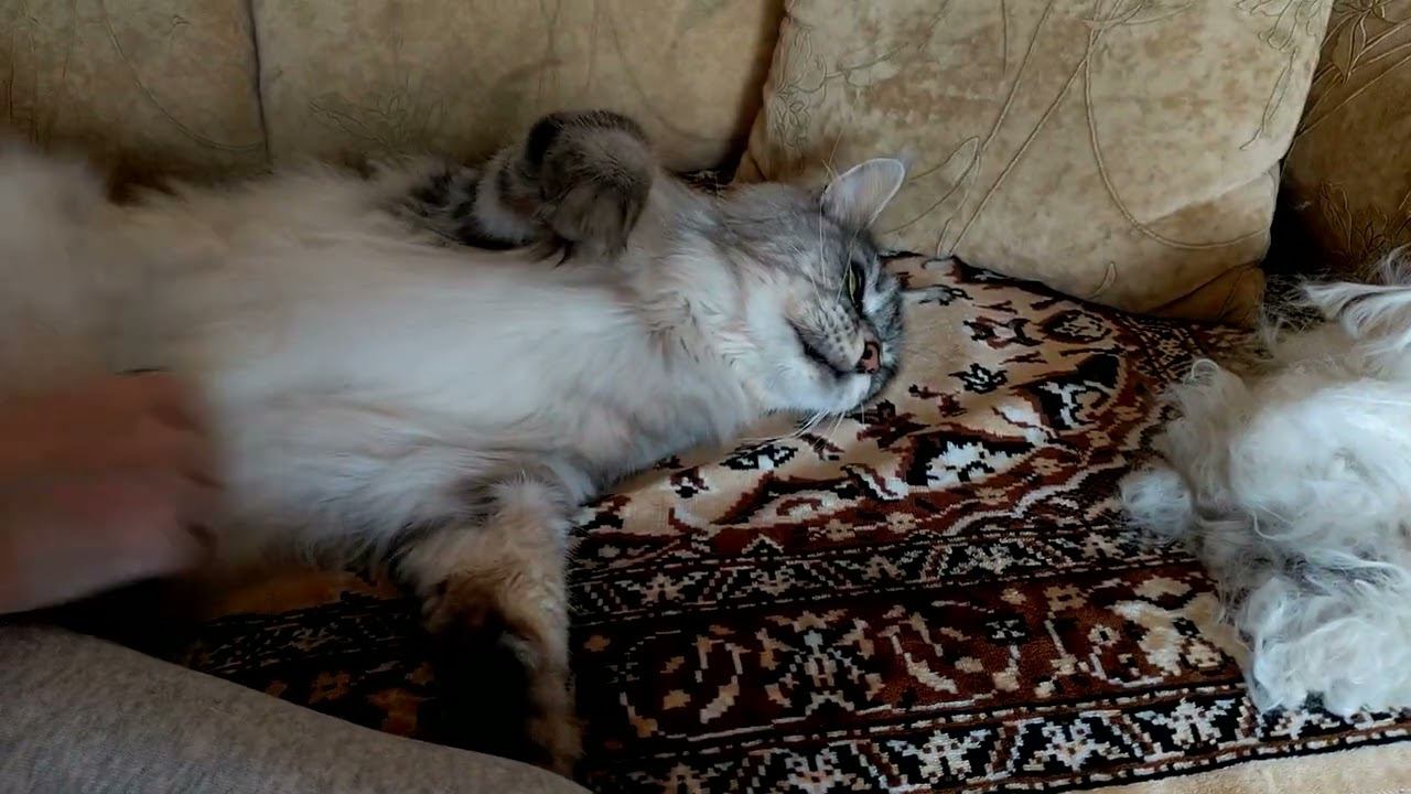 Кошачья шерсть