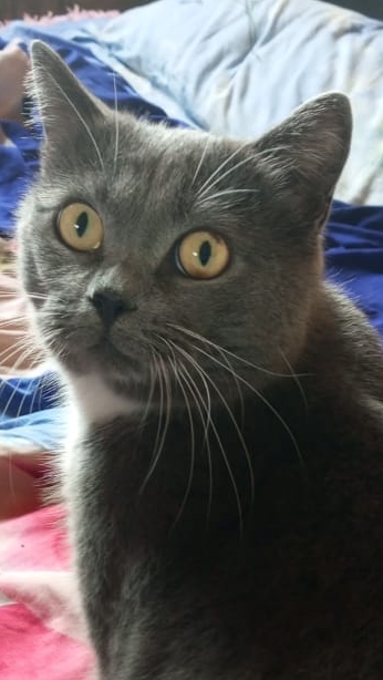 Коричневый инвентарь в standoff 2