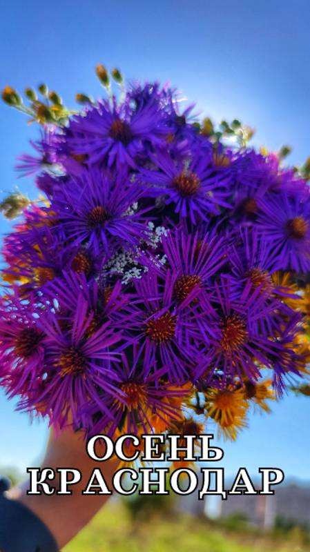 Осень, в поле цветы Краснодар