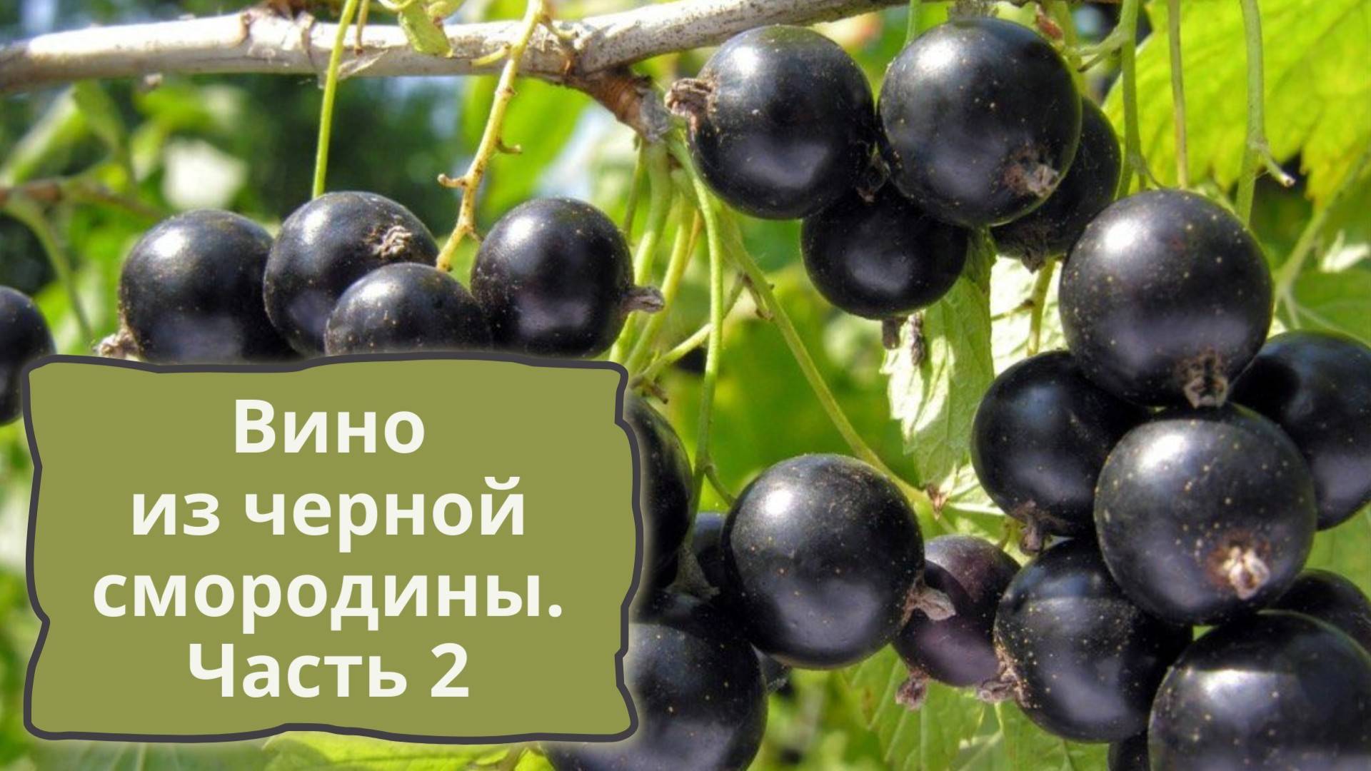 Вино из черной смородины часть 2