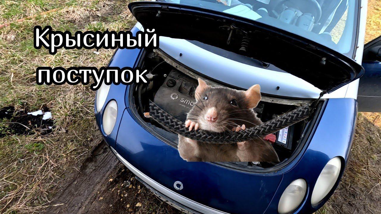 Smart после крысиного обеда. Запуск Pajero. Обзор Battery Tester BT200.