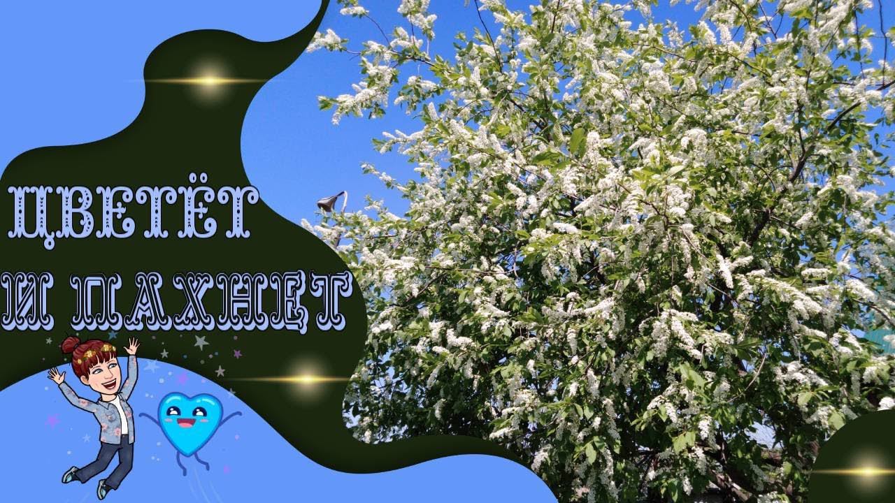 Цветёт и пахнет