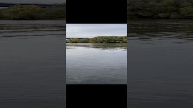 Даже не сопротивляется подлещик