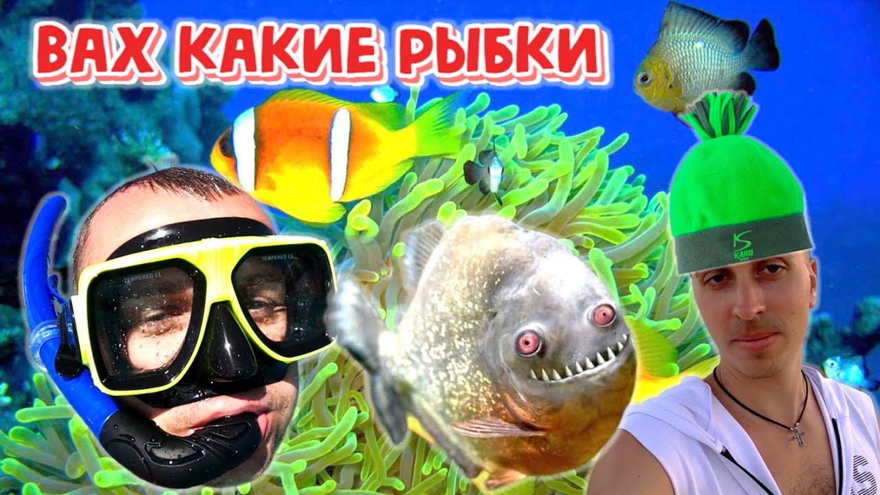 Шарм-эш-Шейх | Про рыбок