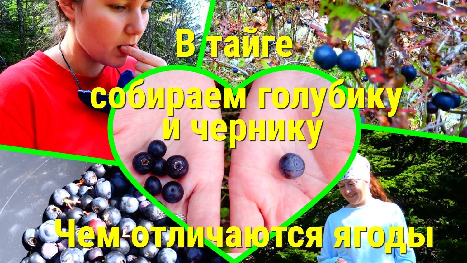собираем чернику и голубику. отличия внешние