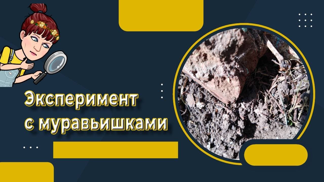 Эксперимент с муравьишками