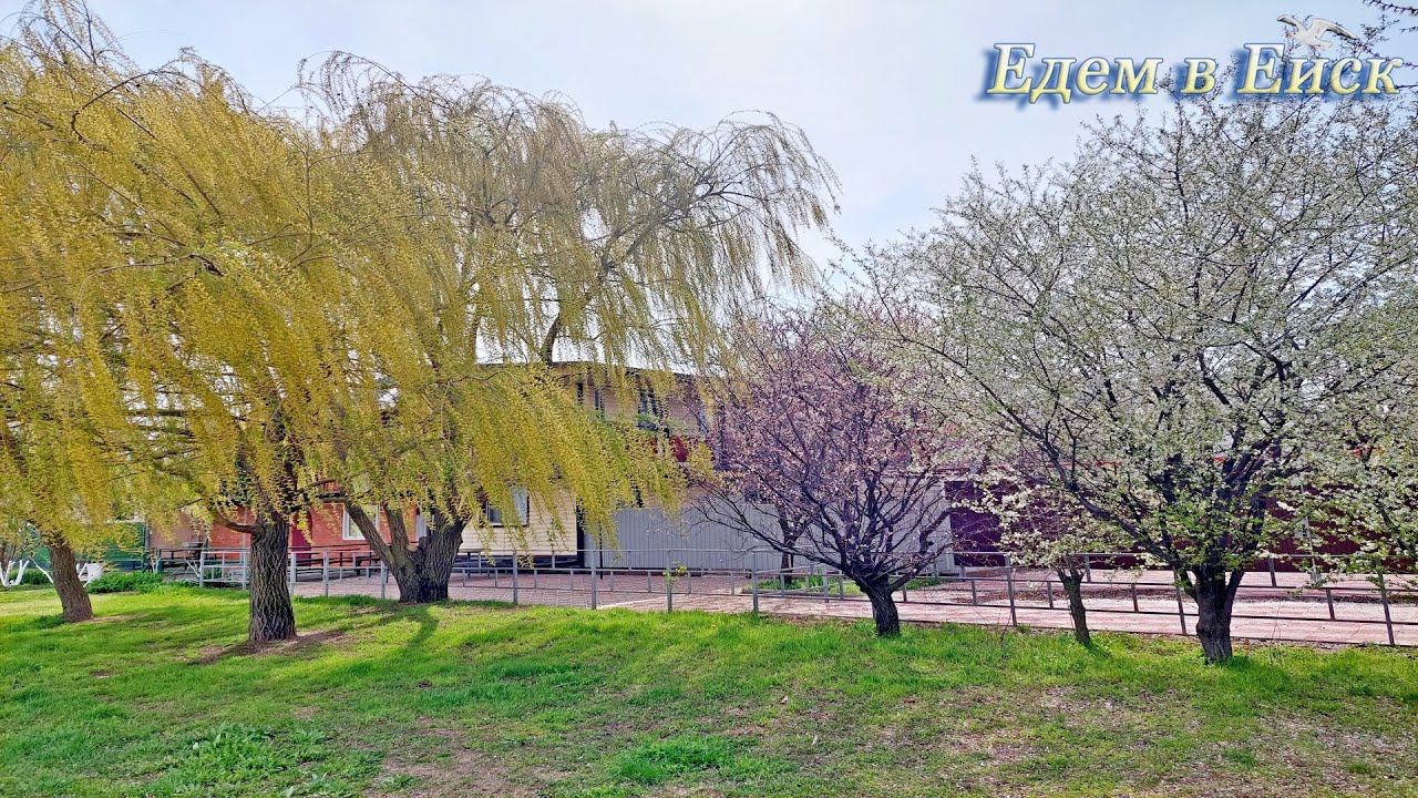Ейск 10 апреля 2023: любуемся цветущими деревьями!