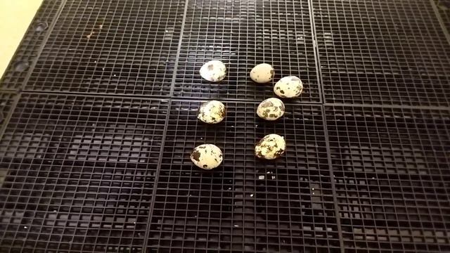 Птенцы из магазинных яиц. Возможно ли_ Пробуем выводить!