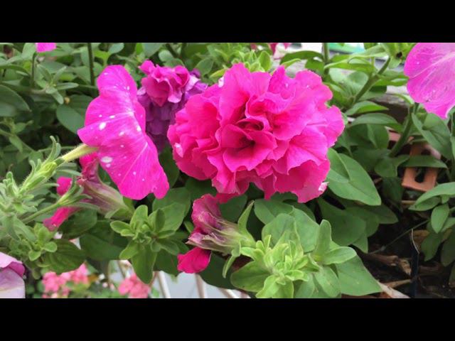 Петунии: Суперкаскад бургунди, Дот стар дип пинк, Дивный сон, превосходнейшая Альба