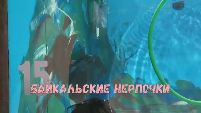Байкальские Нерпочки